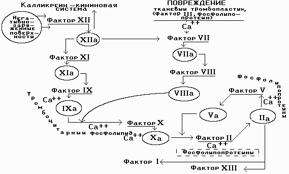 Факторы свертывания
