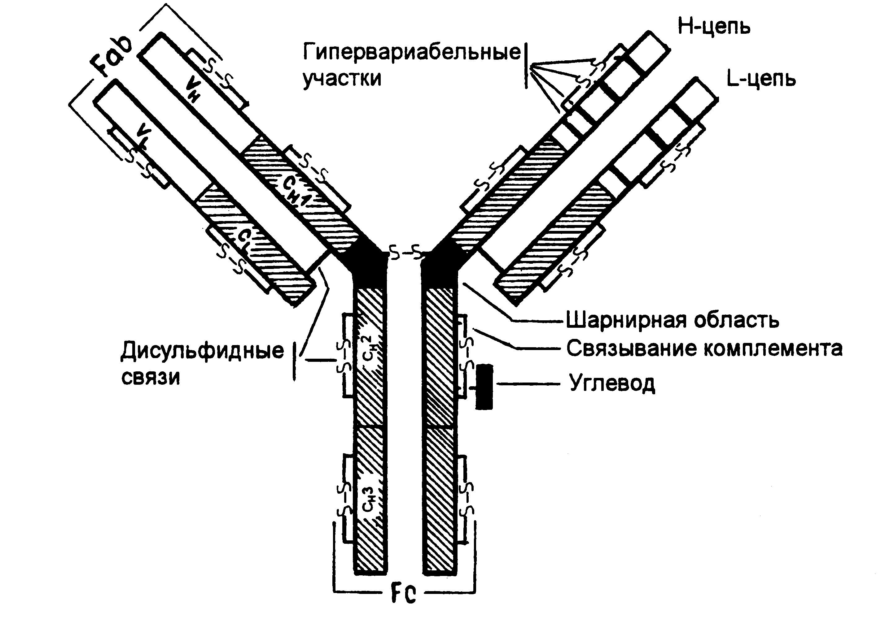 Глава 2. Антитела