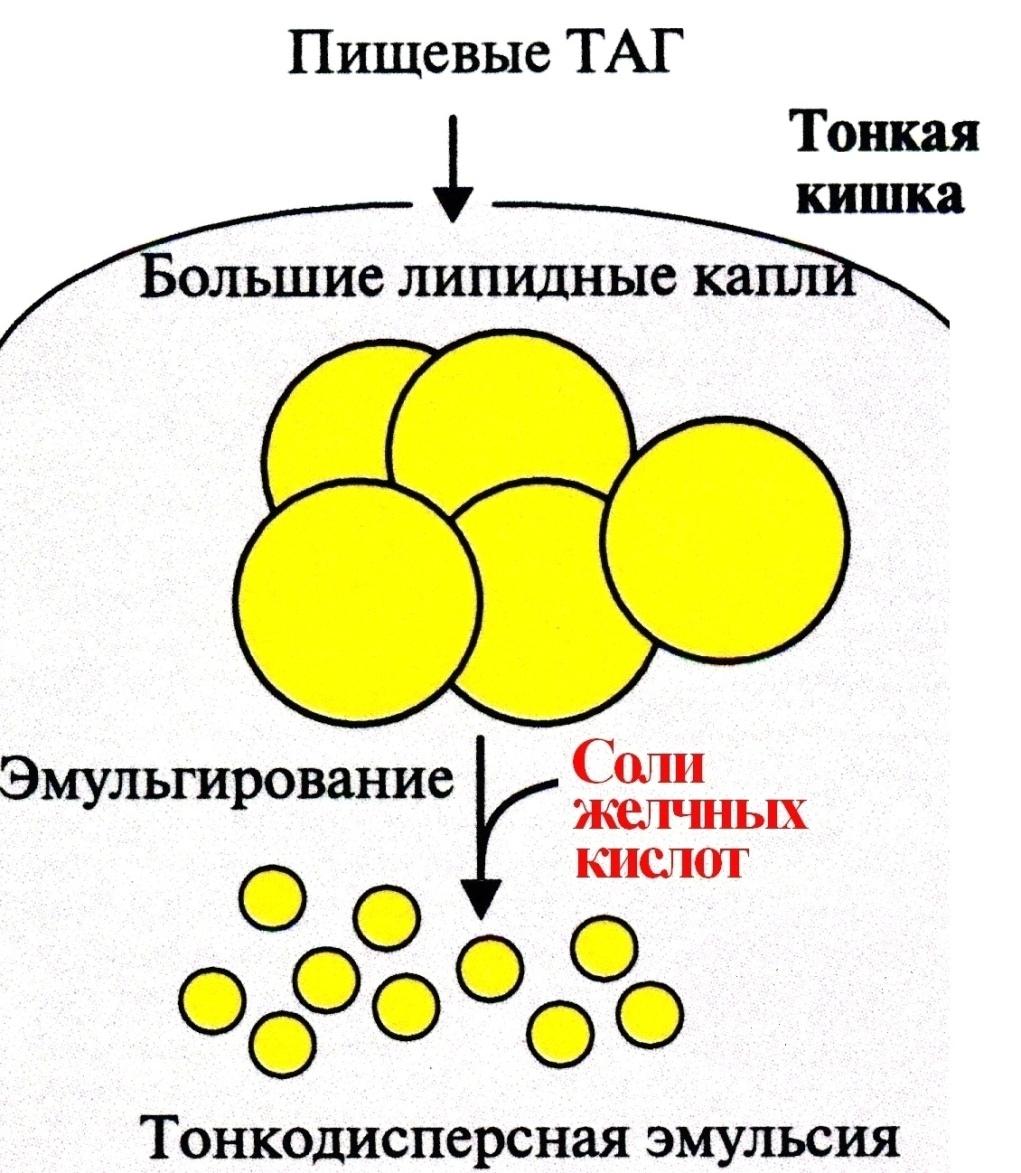 I стадия: Переваривание жиров (таг).