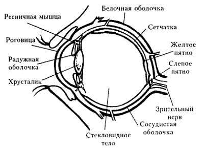 71.Строение зрительной сенсорной системы. Светопреломляющий ...