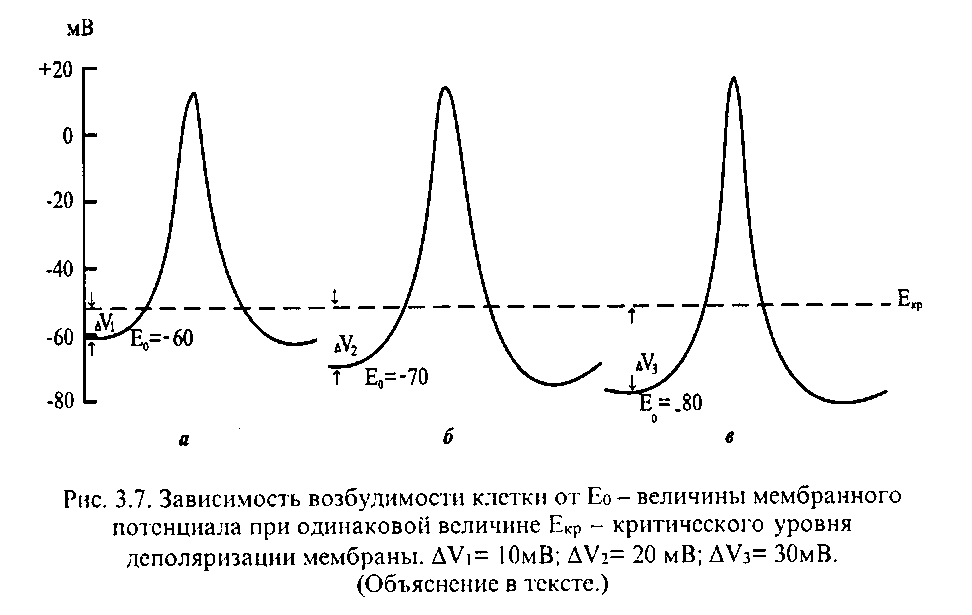 3.6. Локальный потенциал. Оценка проницаемости клеточной мембраны