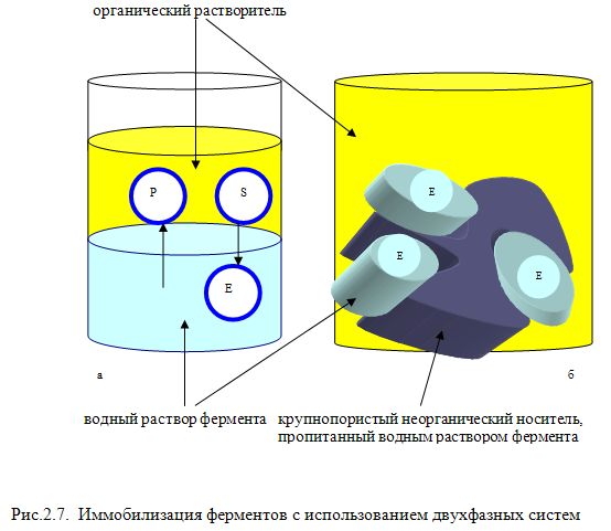 2.2.1.Физические методы иммобилизации ферментов