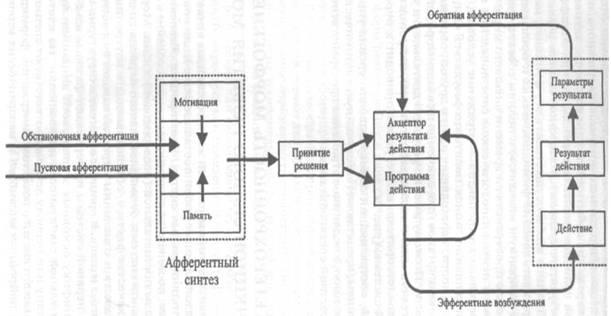 Теория функциональных систем п к. Анохина, ее значение для ...