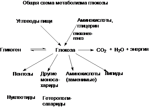 7) Клиническое значение определения концентрации глюкозы в моче