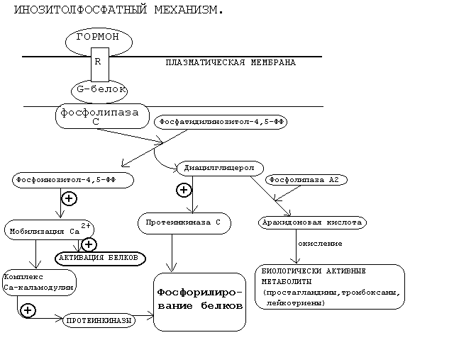 Инозитолфосфатный механизм