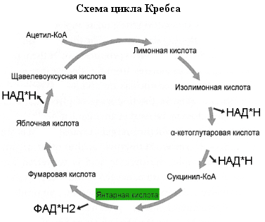 62. Образование ацетил-СоА, его участие в метаболизме. Общая схема и ...