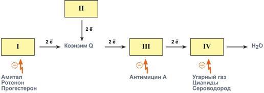 Ингибиторы ферментов дыхательной цепи