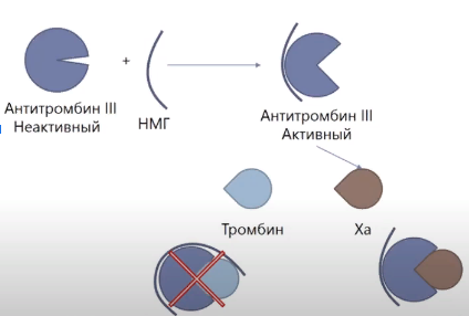 61. Антикоагулянты, классификация. Антикоагулянты прямого типа действия ...
