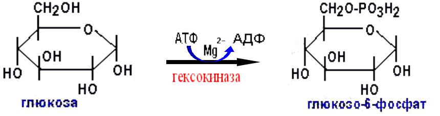 Презентация на тему: переноса глюкозы