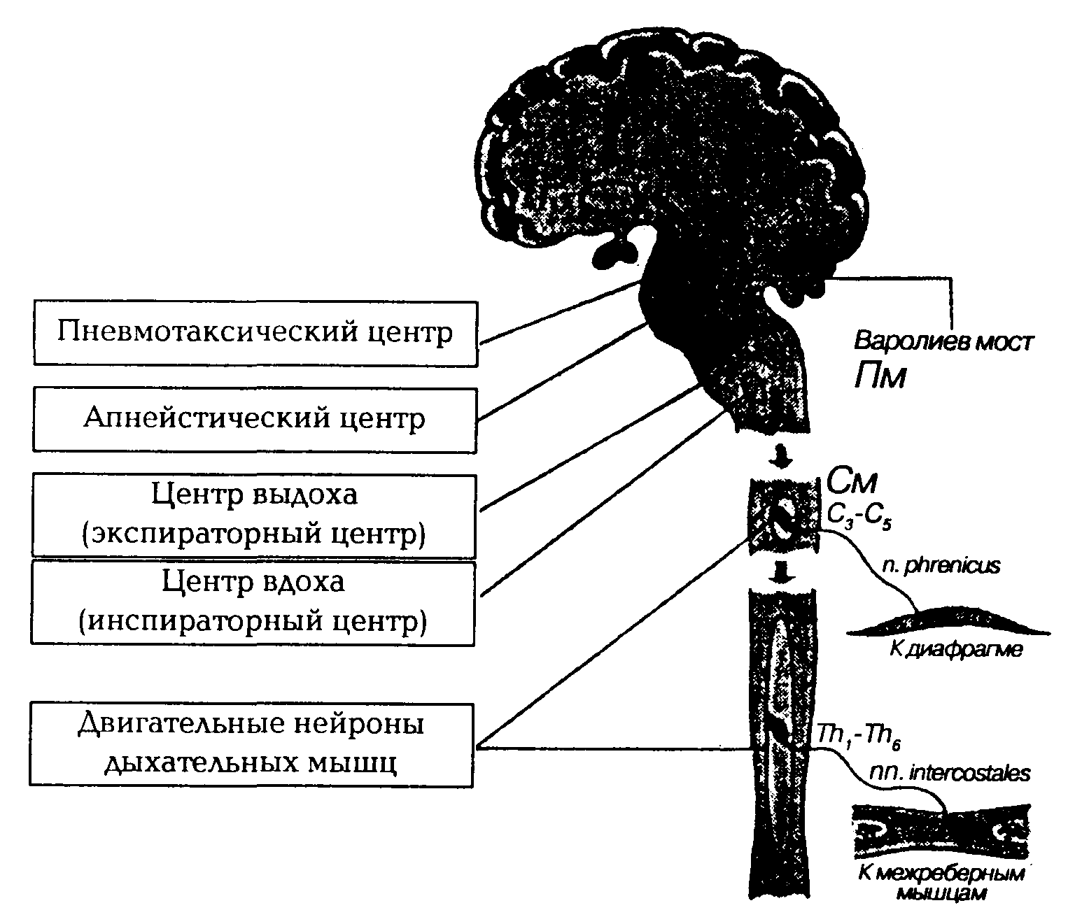 Регуляция внешнего дыхания